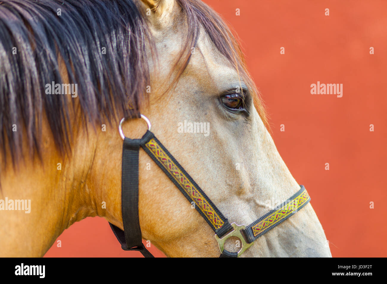 Cheval brun aux yeux bleus Banque de photographies et d’images à haute ...