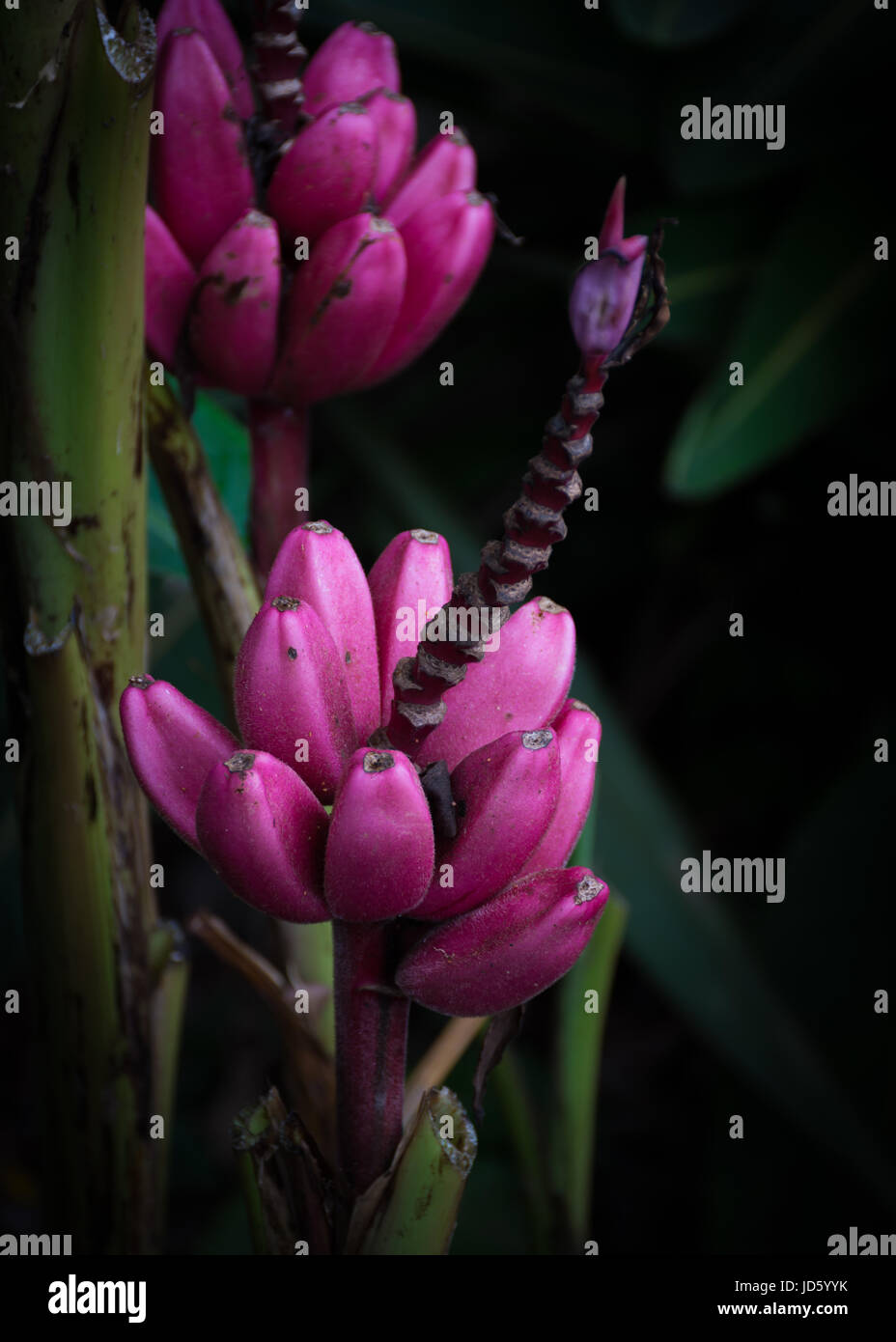 Plant de banane rose Banque de photographies et d’images à haute ...