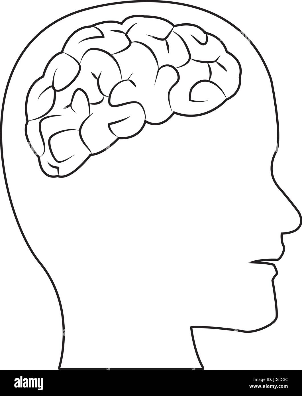 Tête humaine avec l'anatomie des organes de la partie du cerveau Image ...