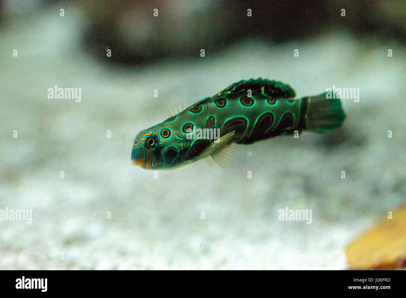 Dragonet Synchiropus picturatus pittoresque poisson nage sur une ...