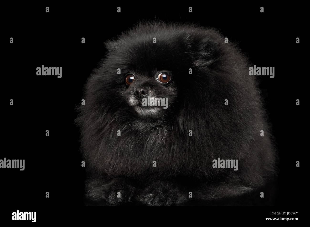 Spitz noir Banque de photographies et d’images à haute résolution - Alamy