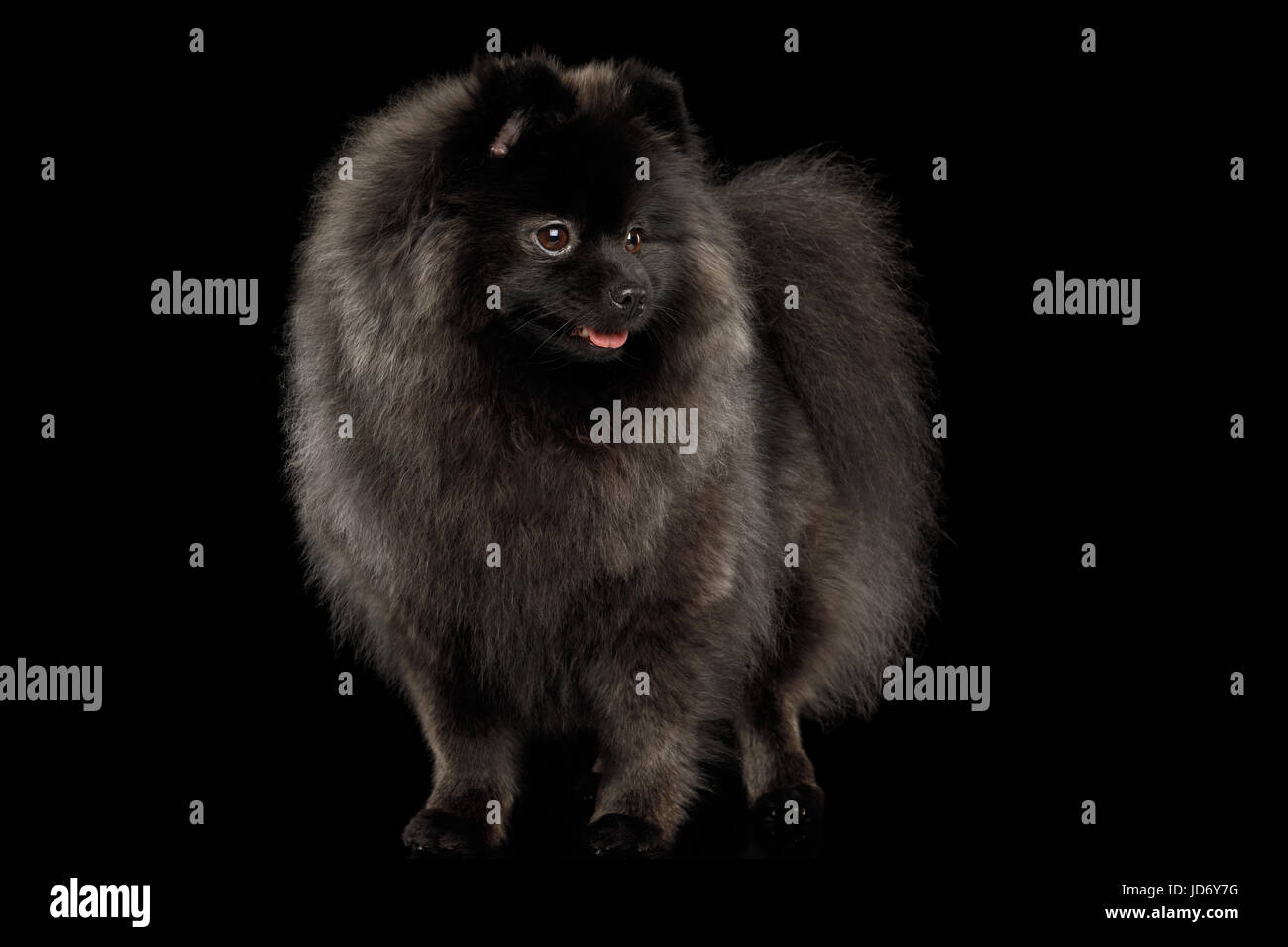 Spitz noir Banque de photographies et d’images à haute résolution - Alamy