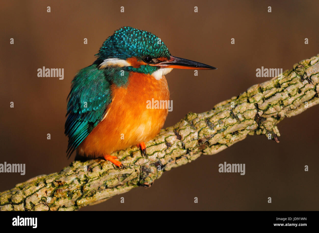 Kingfisher species Banque de photographies et d’images à haute ...