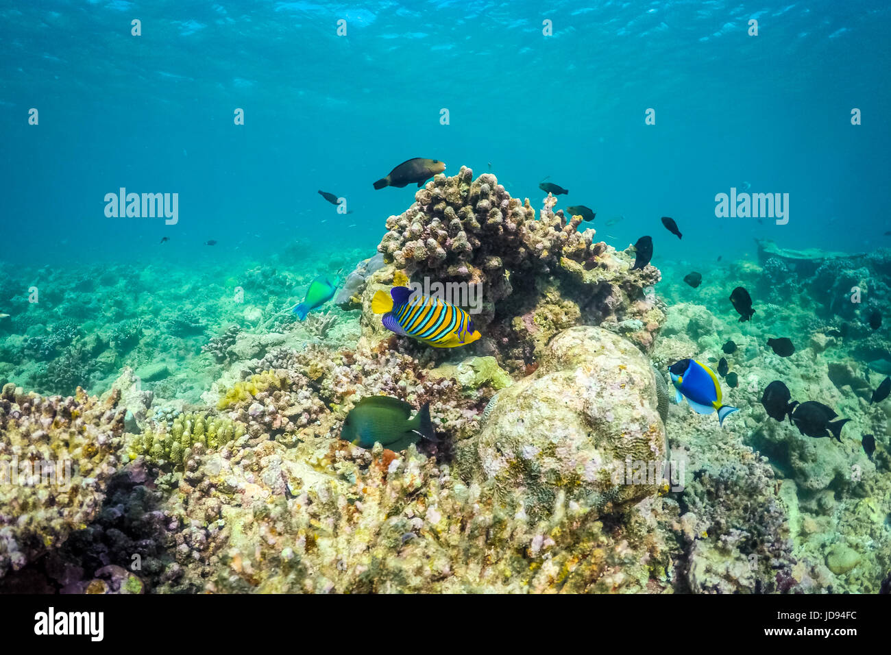 La vie sous marine Banque de photographies et d’images à haute ...
