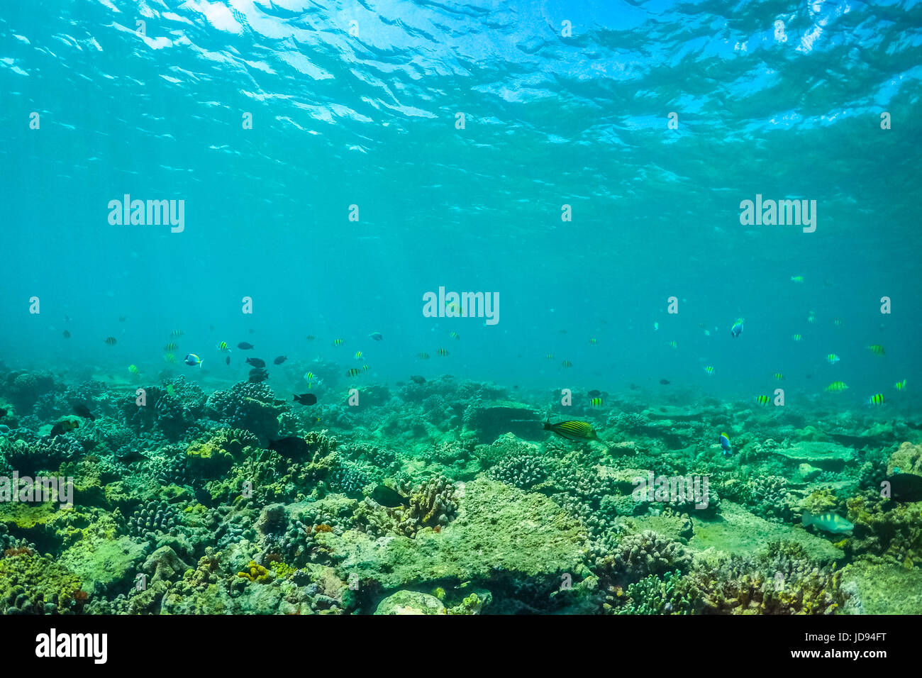 La vie sous marine Banque de photographies et d’images à haute ...