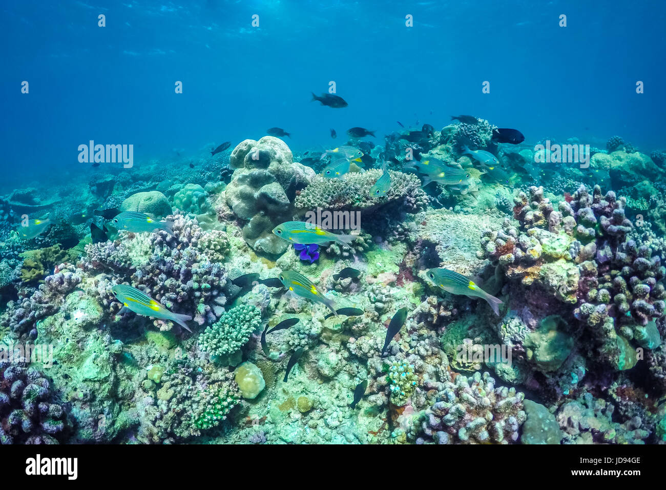 La vie sous marine Banque de photographies et d’images à haute ...