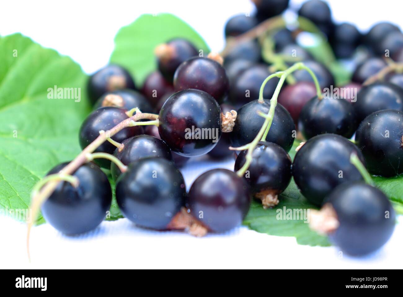 Niger ribes Banque de photographies et d’images à haute résolution - Alamy