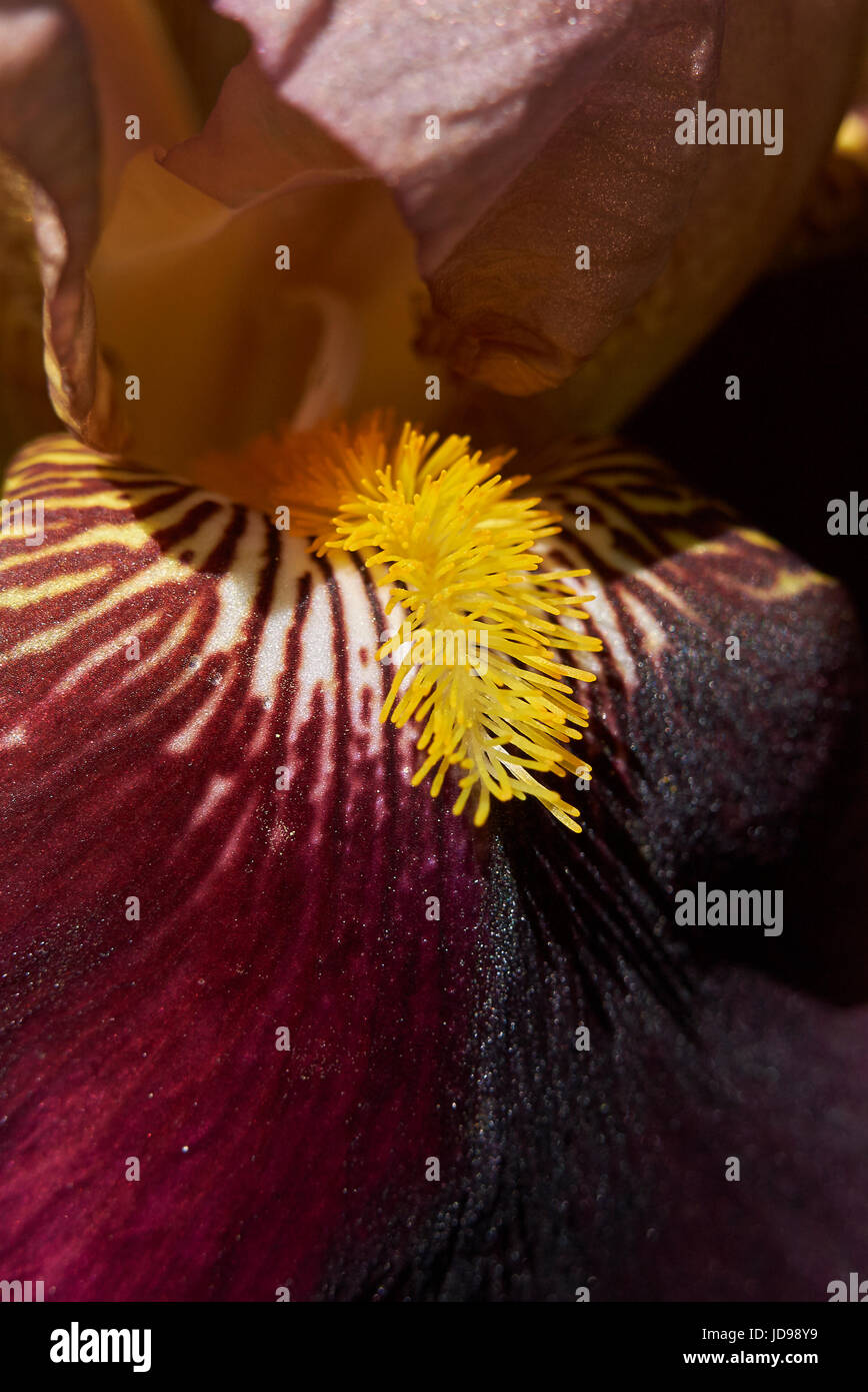 Rhizome iris Banque de photographies et d’images à haute résolution - Alamy