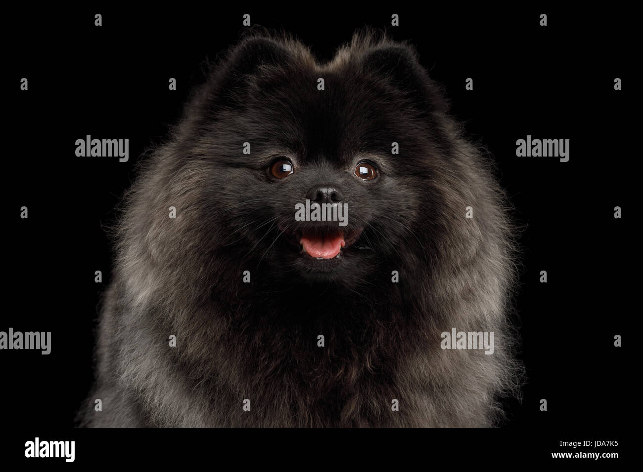 Spitz noir Banque de photographies et d’images à haute résolution - Alamy