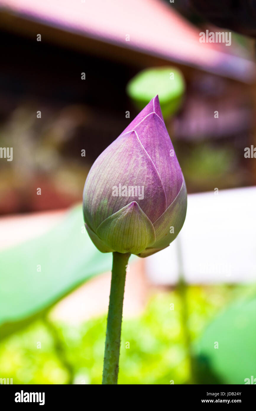 Bua luang Banque de photographies et d’images à haute résolution - Alamy
