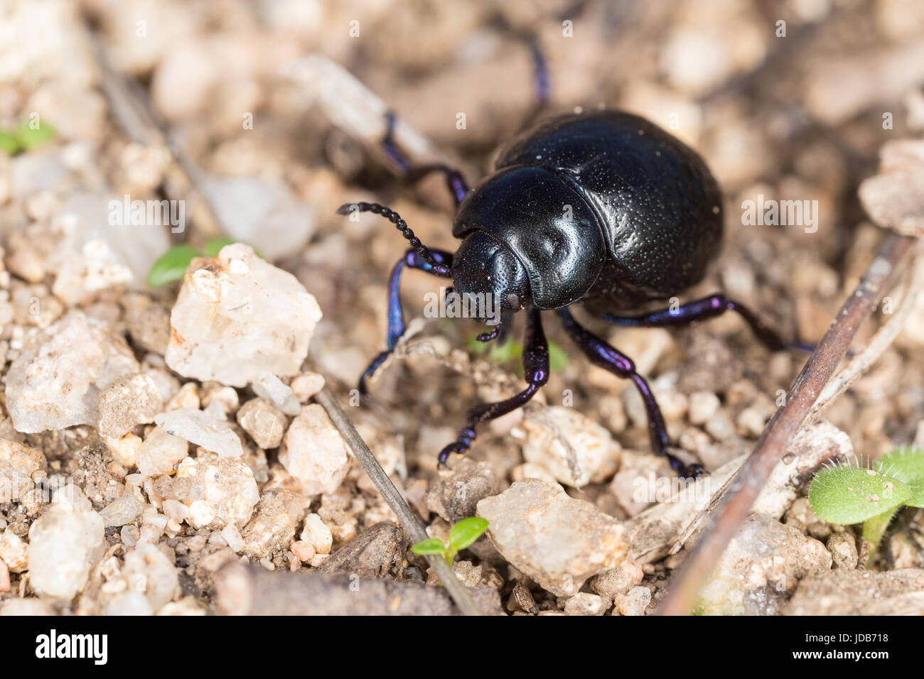 Coleoptera insect microscope Banque de photographies et d’images à ...