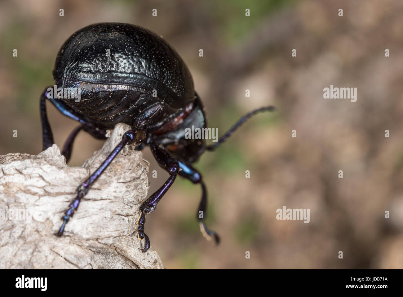 Coleoptera insect microscope Banque de photographies et d’images à ...