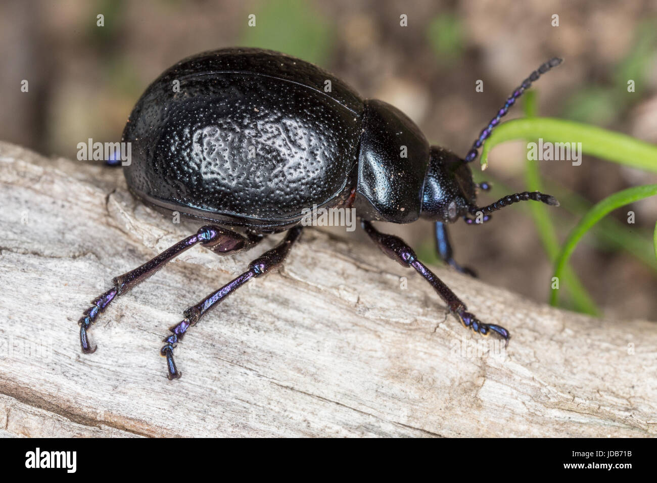 Une espèce de bousier dans le domaine Photo Stock - Alamy
