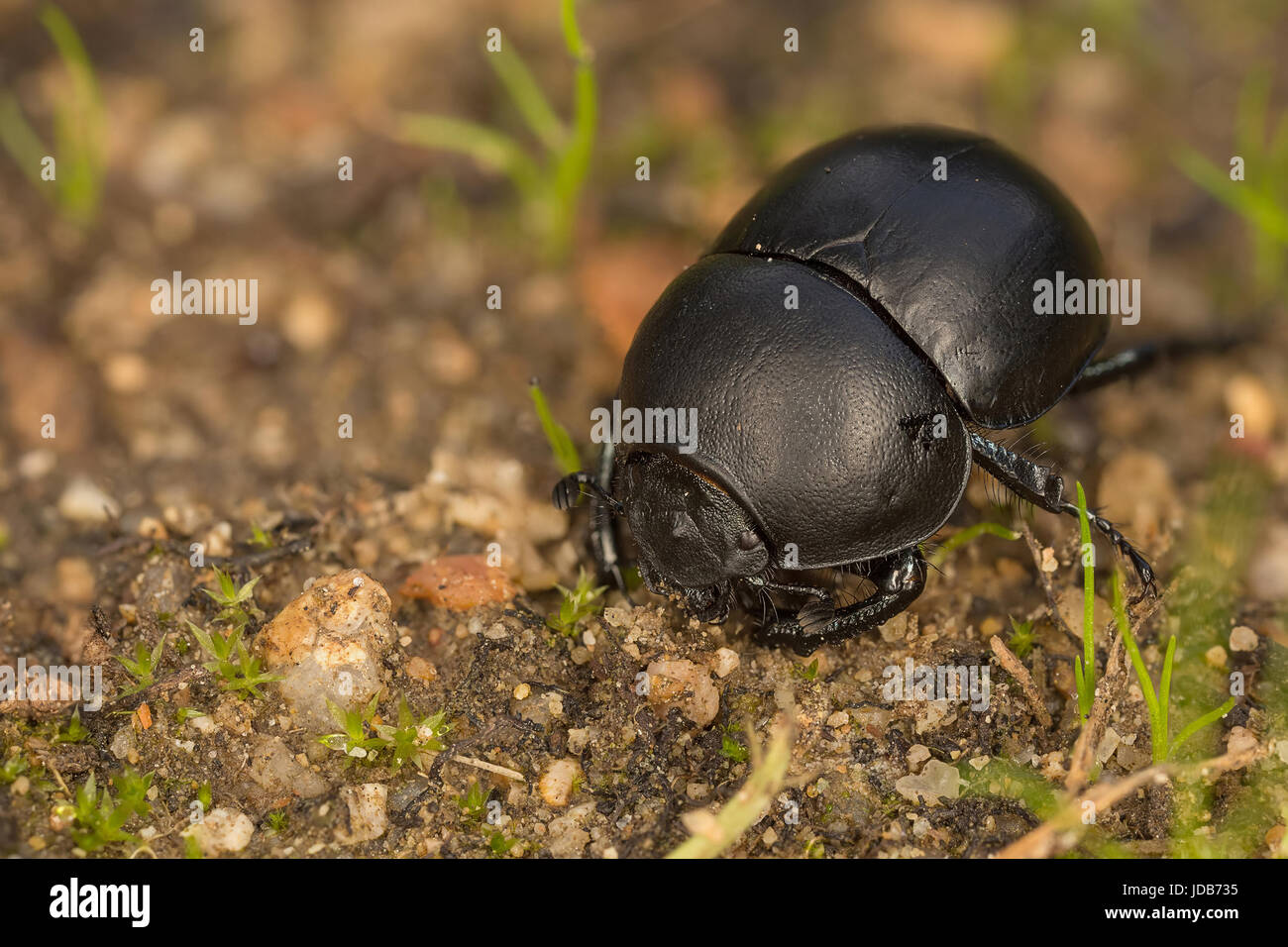 Coleoptera insect microscope Banque de photographies et d’images à ...