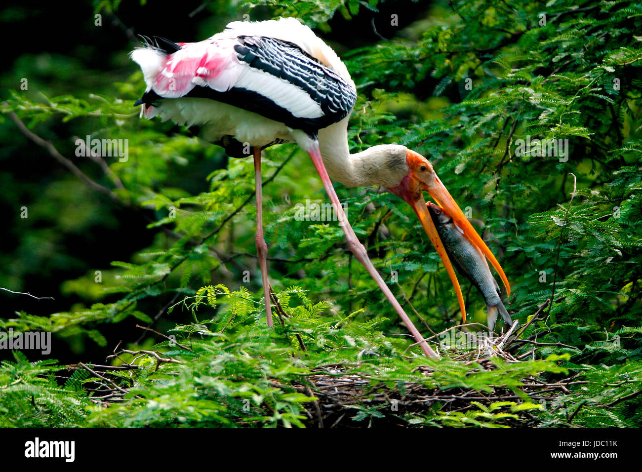 Oiseau mangeur de poisson Banque de photographies et d’images à haute ...