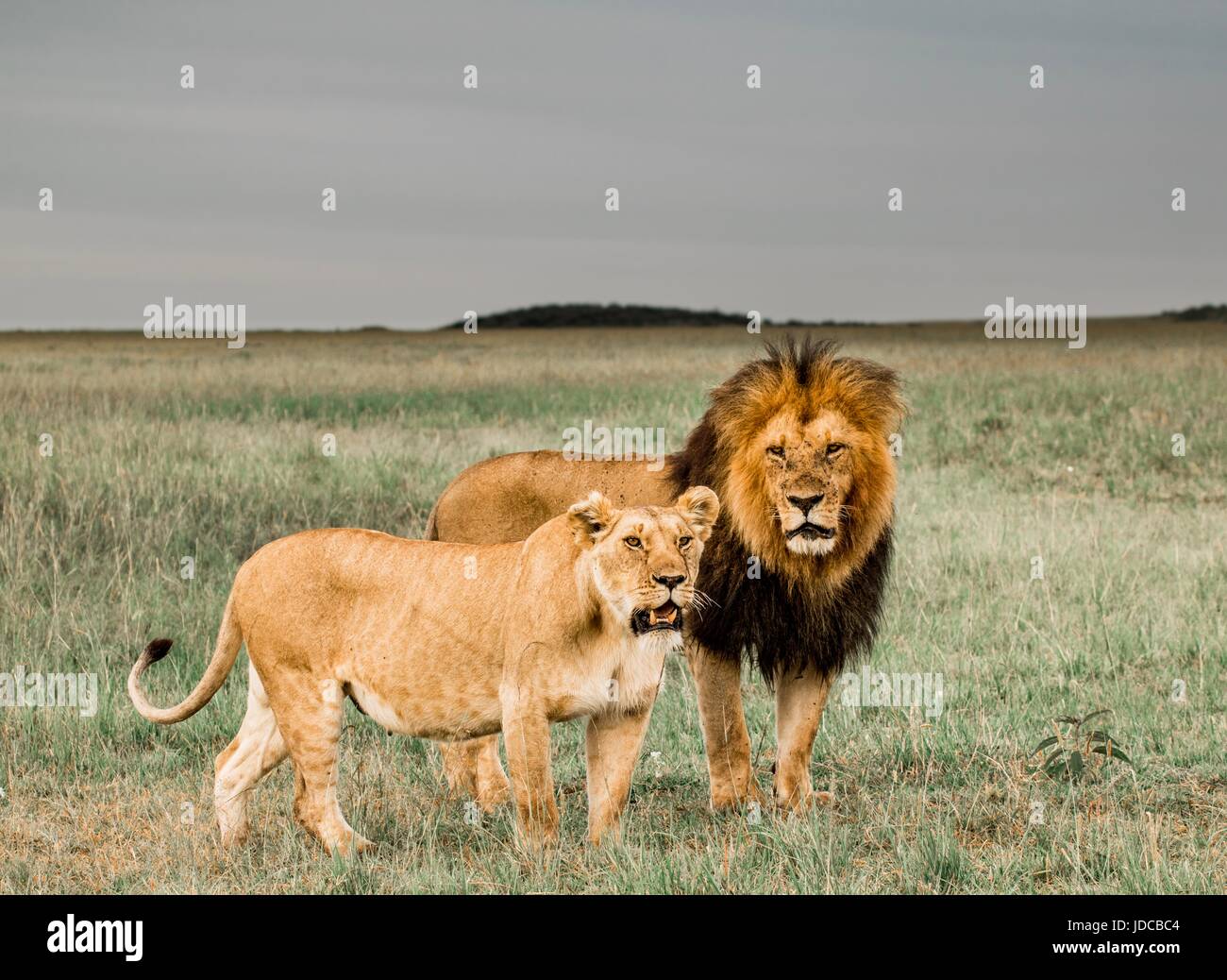 Lionne reine Banque de photographies et d’images à haute résolution - Alamy