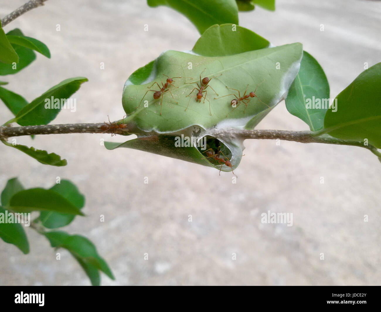 Les fourmis rouges travailler en équipe pour construire leur nid sur l ...