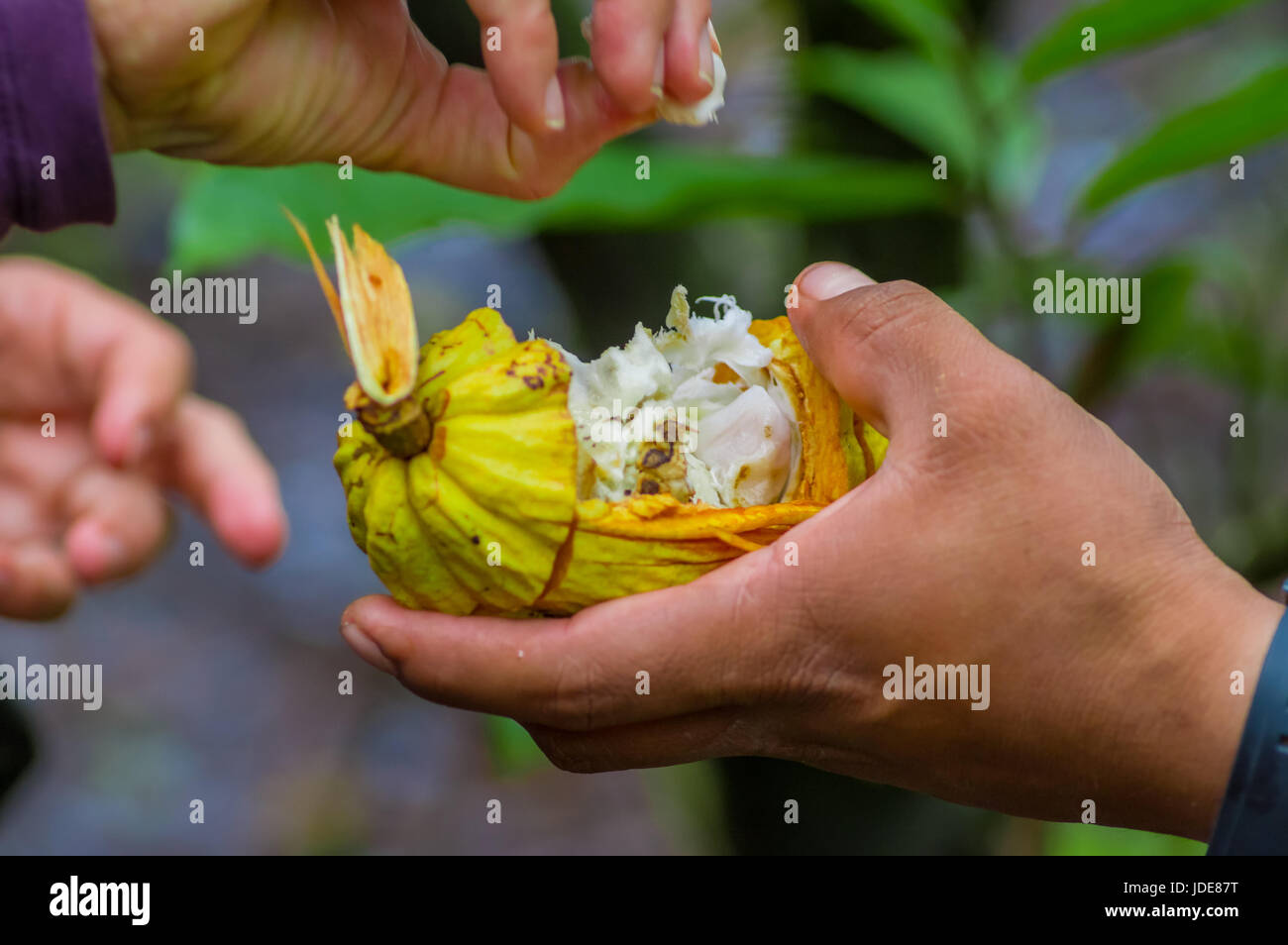 Close up of fresh fruits de cacao dans les mains des agriculteurs ...