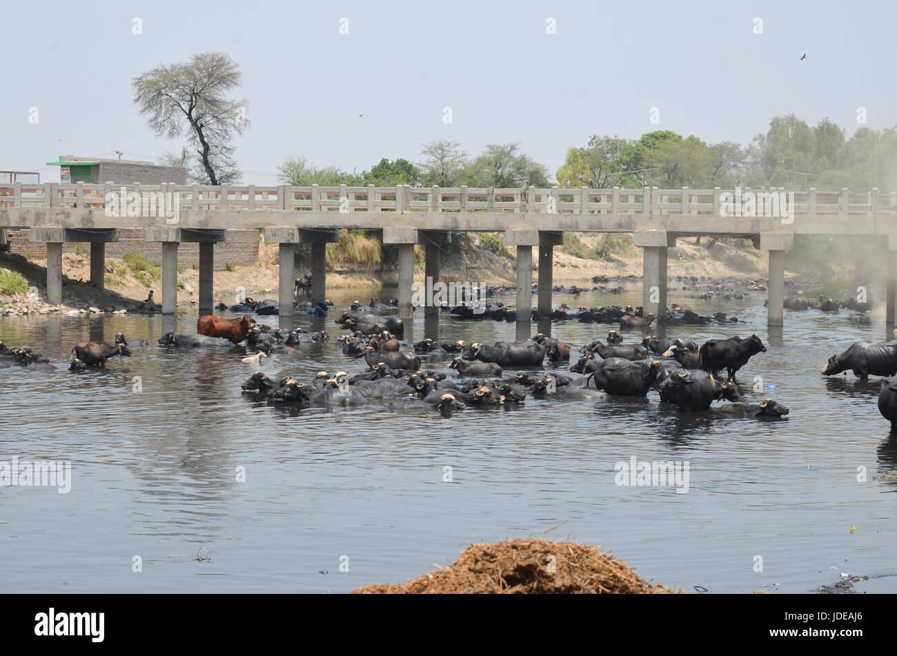 Water buffalo pakistan Banque de photographies et d’images à haute ...