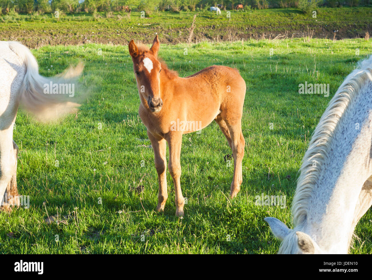 Cheval dans la nature Banque de photographies et d’images à haute ...