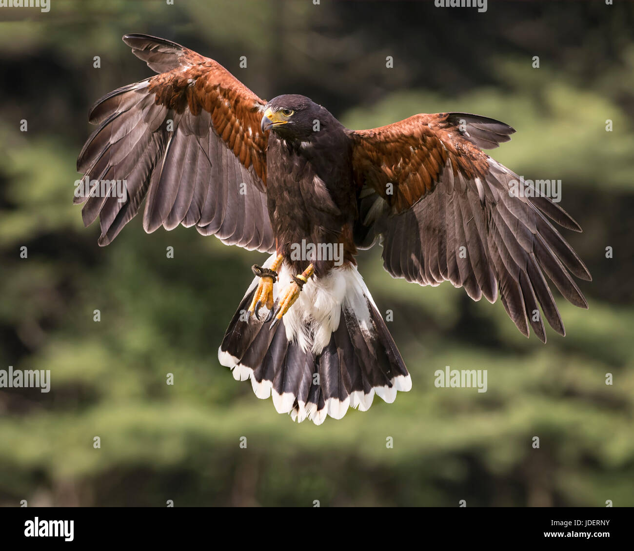 Harris hawk parabuteo unicinctus nest Banque de photographies et d ...