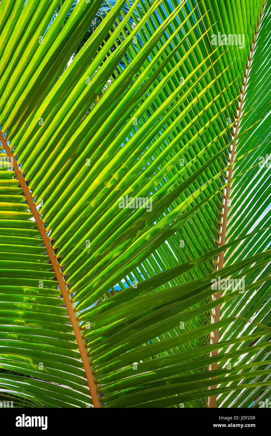 La feuille de palmier, cocotier (Cocos nucifera), Île, Raja-Ampat ...