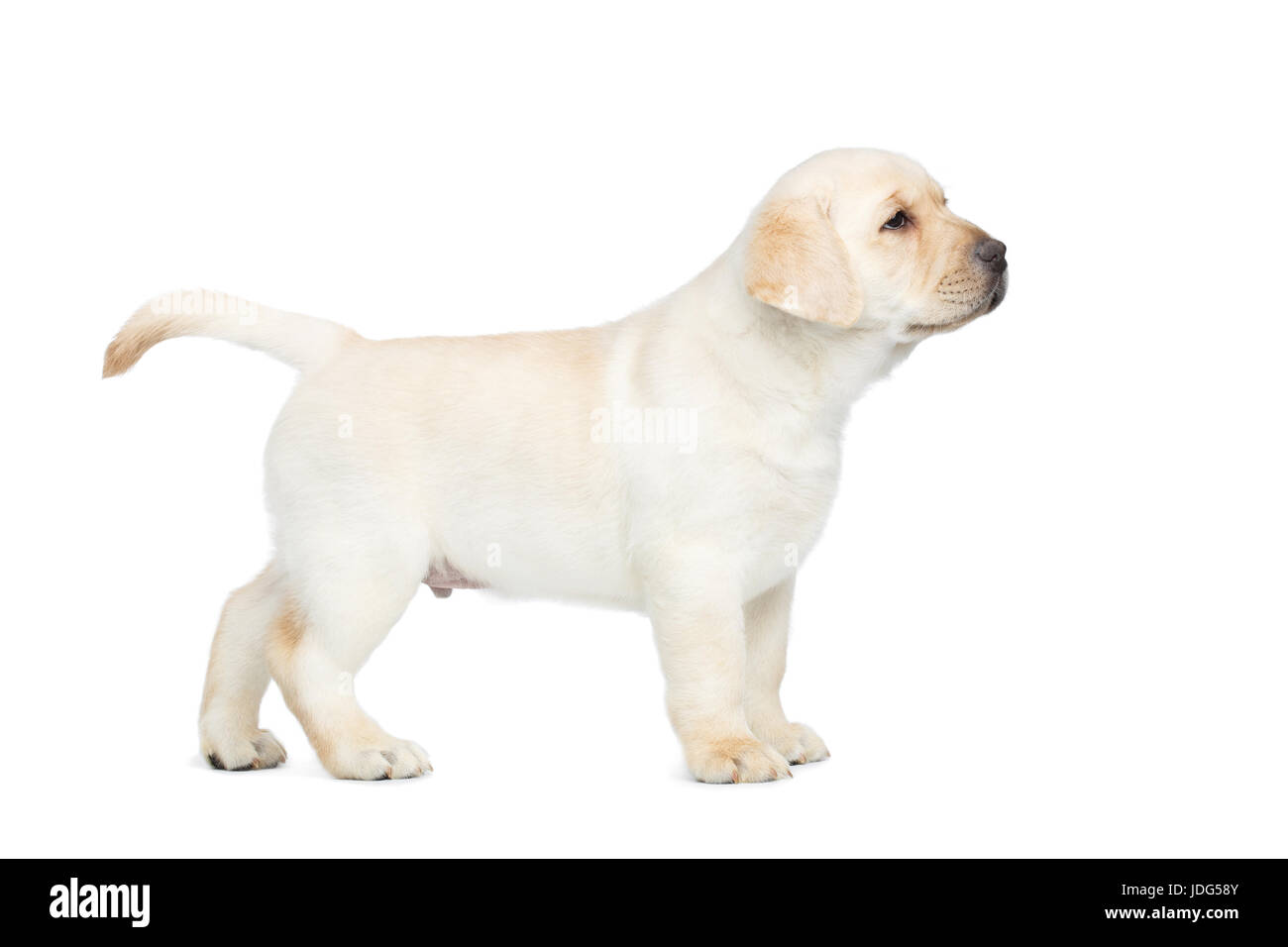Labrador puppy Banque d'images détourées - Alamy
