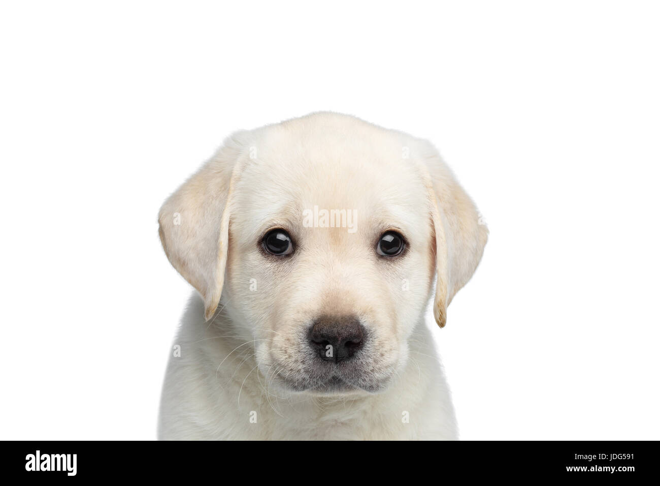 Labrador triste Banque de photographies et d’images à haute résolution ...