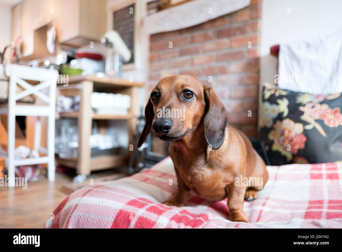 Chiot teckel à poil dur Banque de photographies et d’images à haute ...