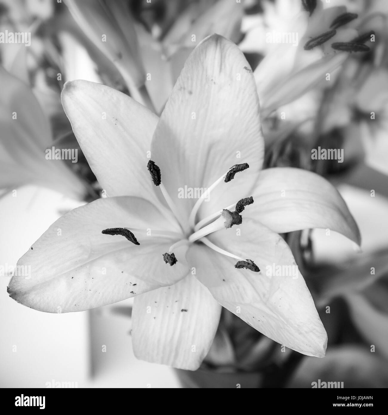 Gros plan d'une fleur de lys blanc Banque d'images noir et blanc - Alamy