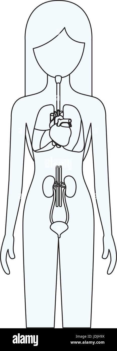 Croquis silhouette de femme avec système d'organes internes du corps ...