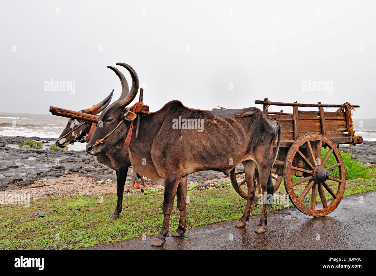 Taureau et charrette Banque de photographies et d’images à haute ...