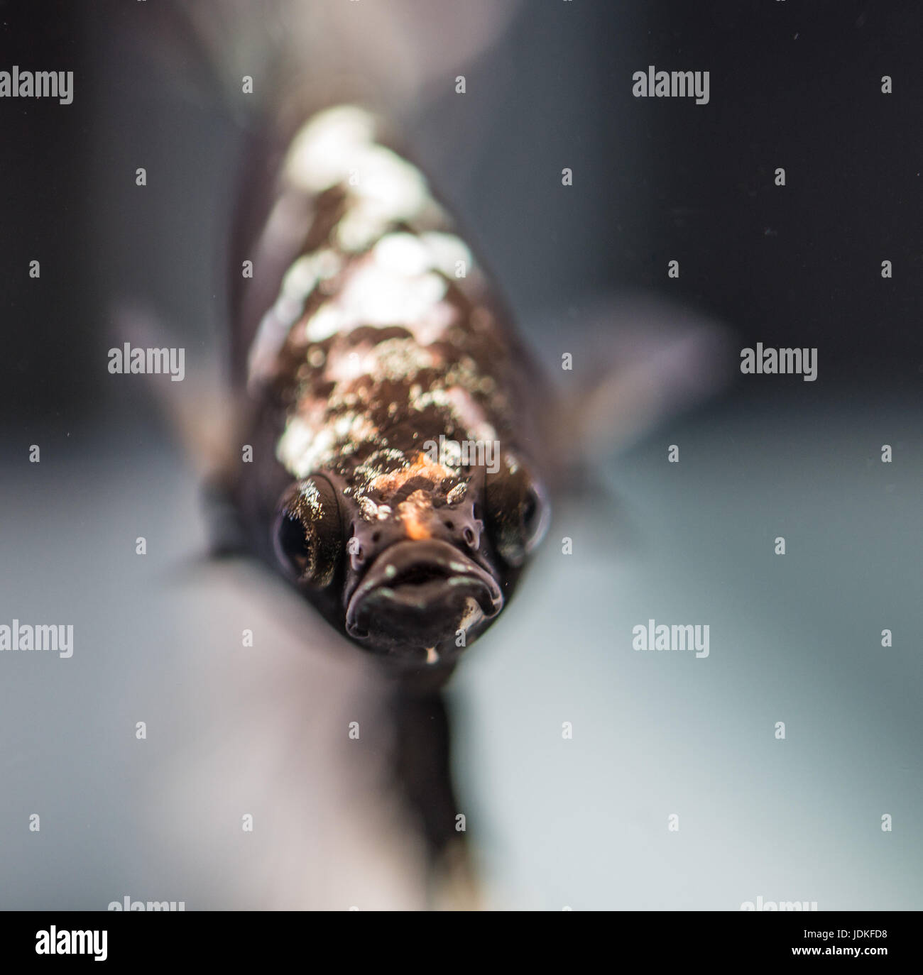 Betta Splendens Banque d'image et photos - Alamy