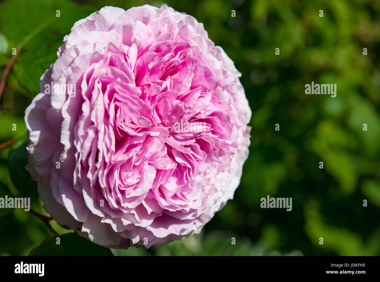 David austin roses anglaises Banque de photographies et d’images à ...