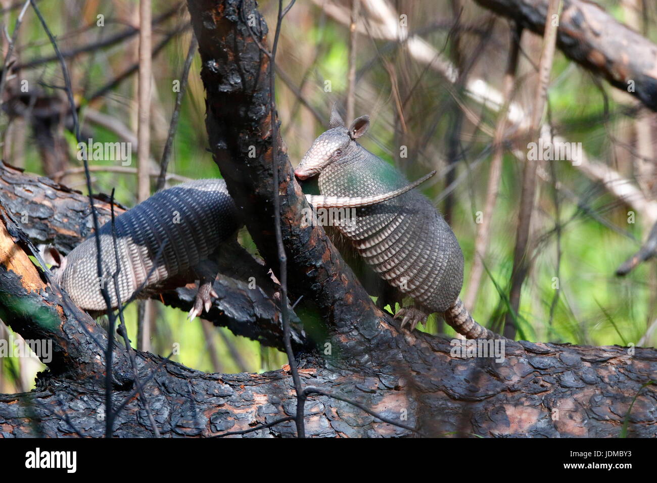 Deux tatous tatous Banque de photographies et d’images à haute ...