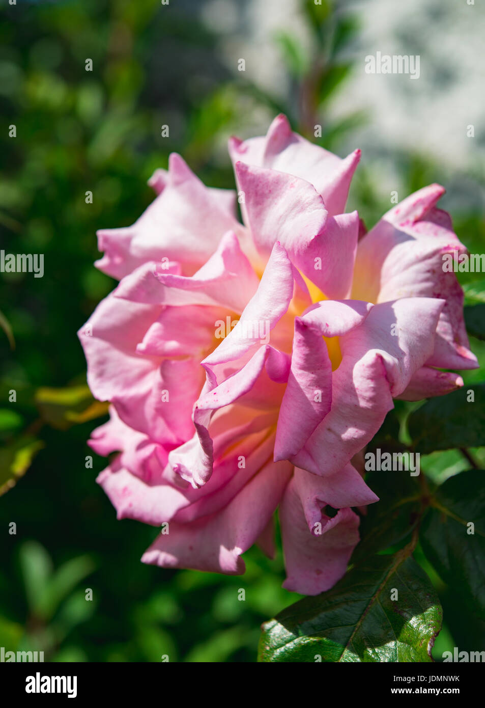 David fleur Banque de photographies et d’images à haute résolution - Alamy