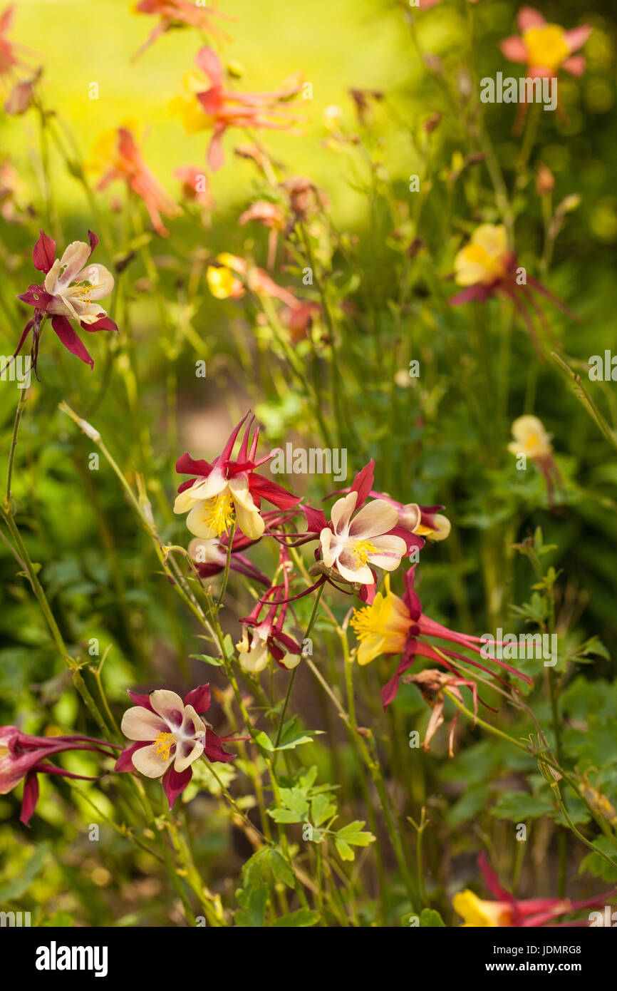 Aquilegia vulgaris l. (Ancolie, ancolie commune, Granny's dernier verre ...