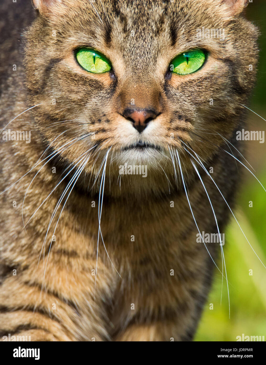 Yeux verts chat Banque de photographies et d’images à haute résolution ...