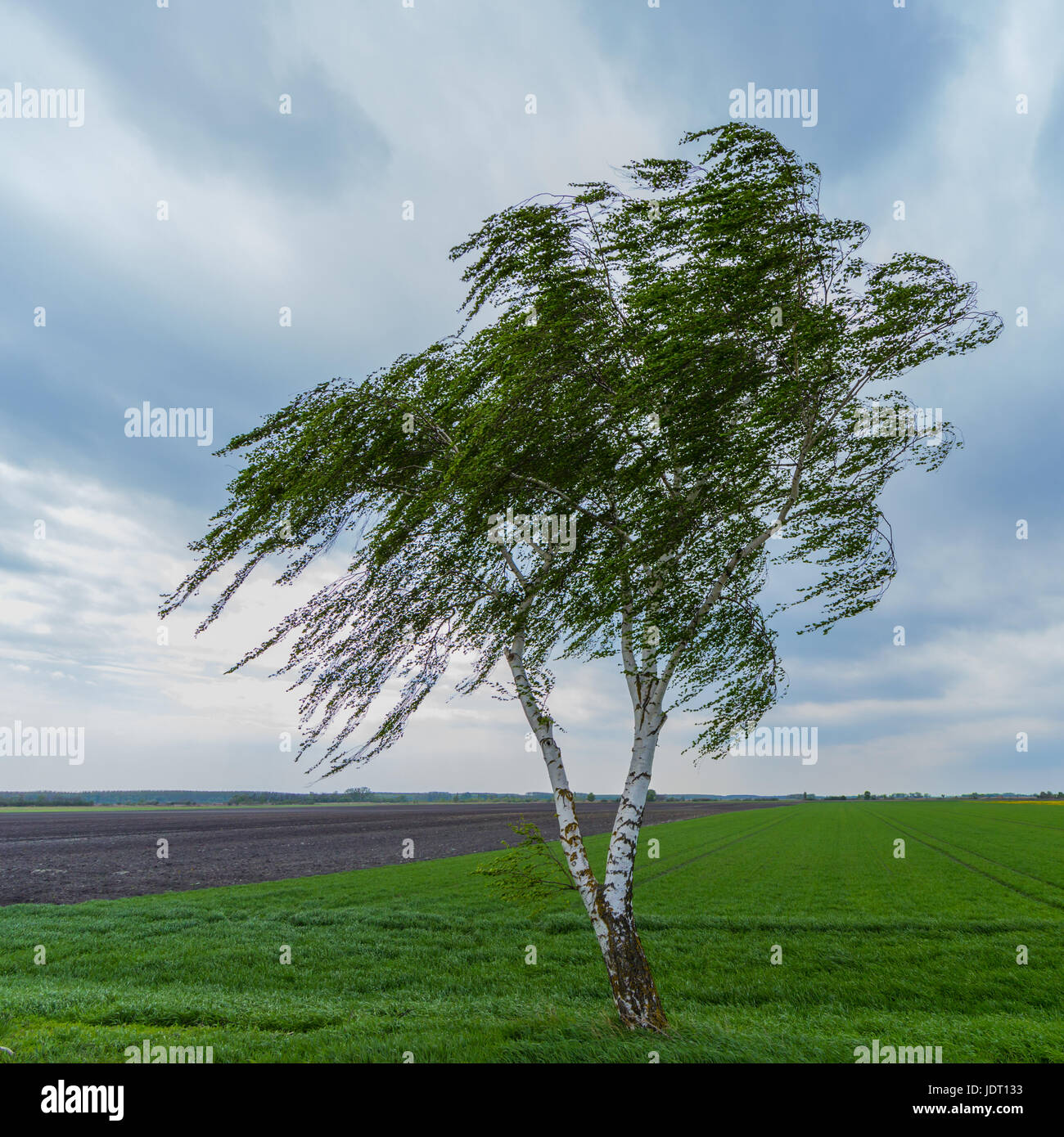 Arbre dans le vent Banque de photographies et d’images à haute ...