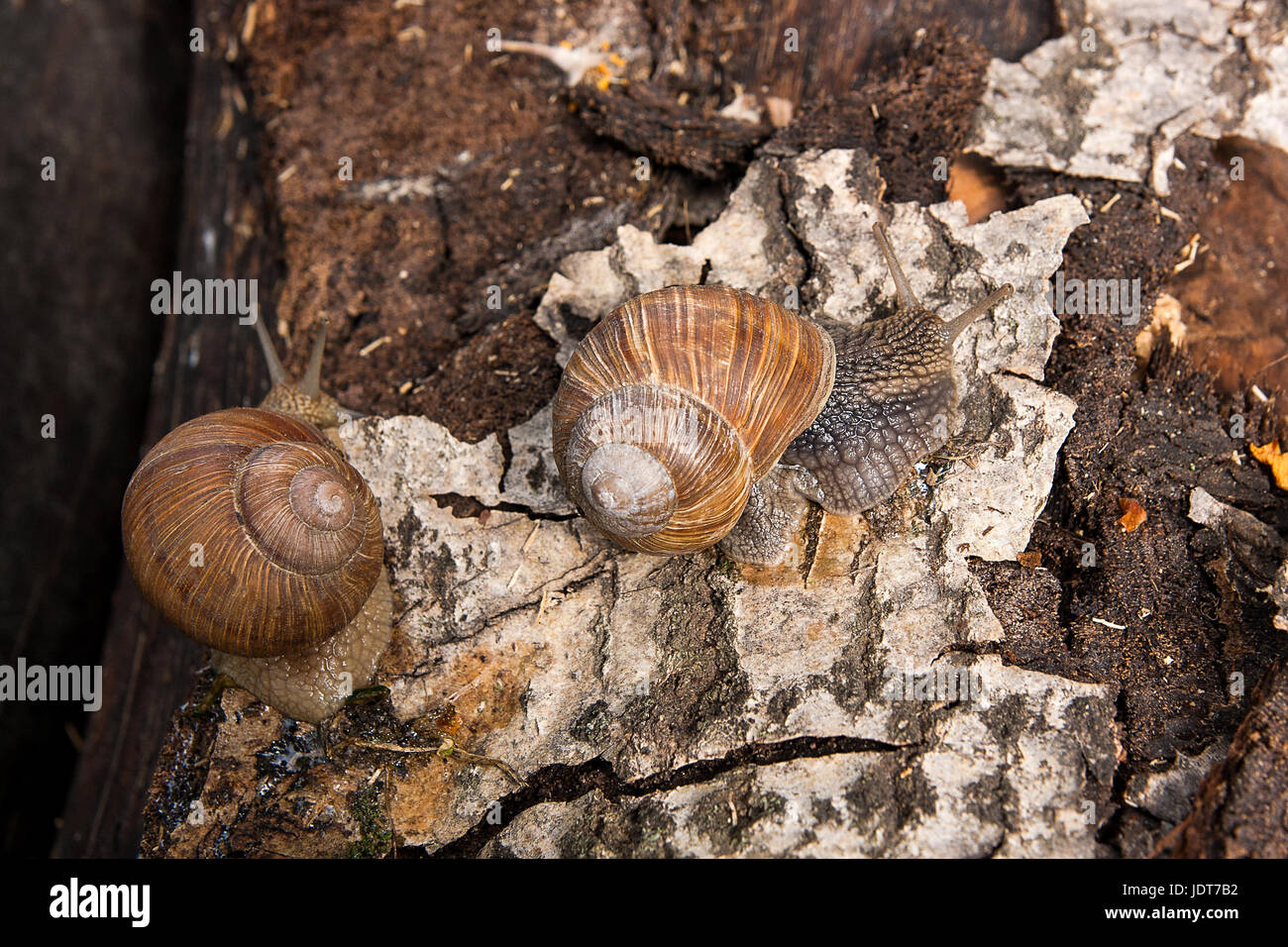 Escargot romain - Helix pomatia. Helix pomatia, noms communs le Romain ...