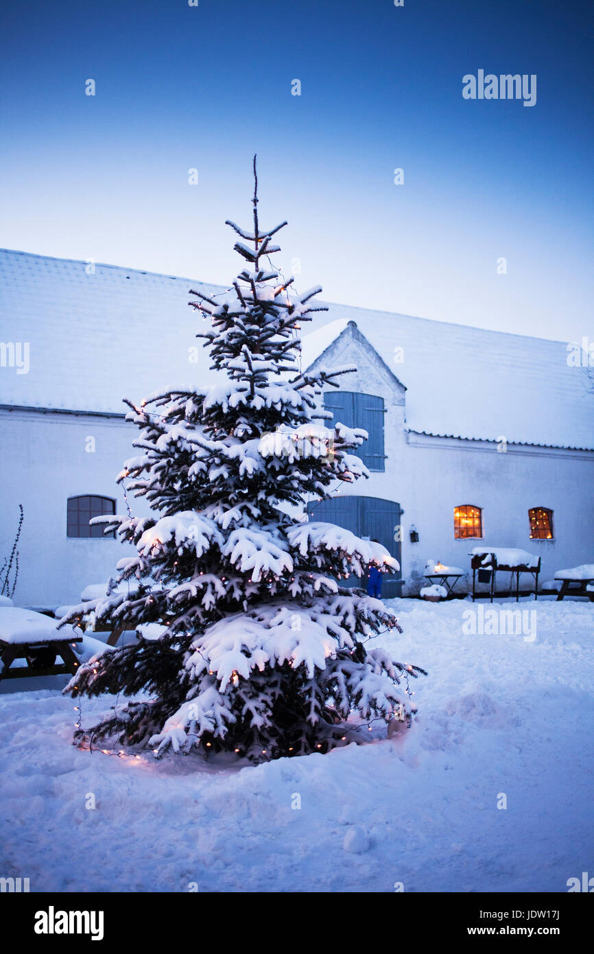 Arbre recouvert de neige Banque de photographies et d’images à haute ...