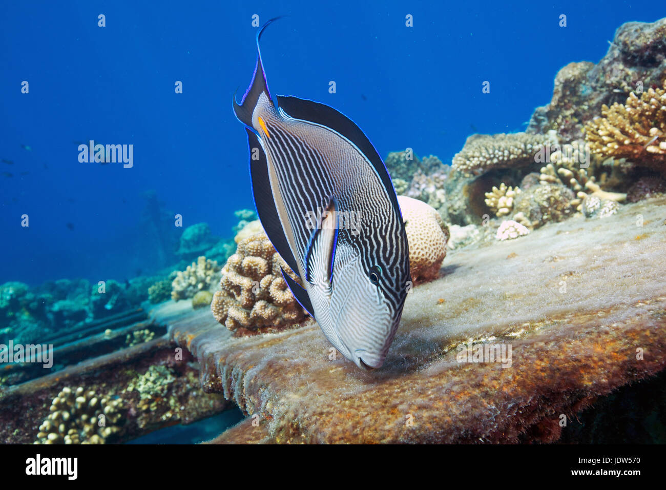 Poissons chirurgiens des mers rouges Banque de photographies et d ...