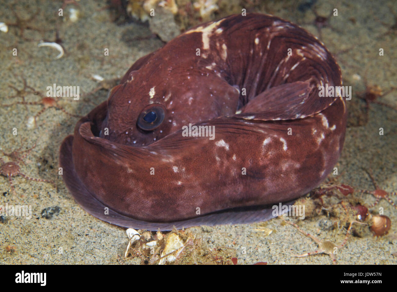 Wolf fish anarhichas lupus ocean fish Banque de photographies et d ...