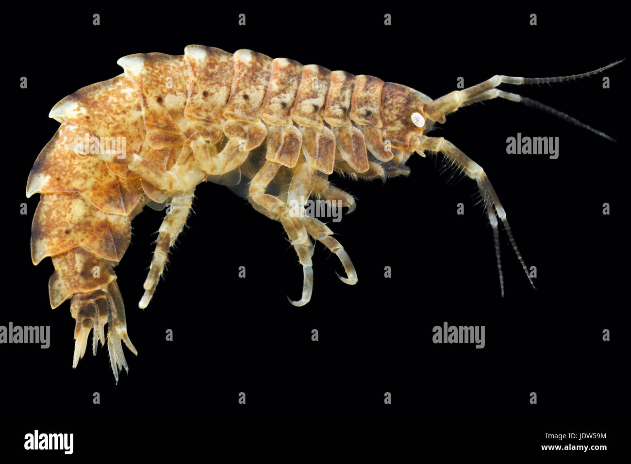 Amphipoda amphipod Banque de photographies et d’images à haute ...
