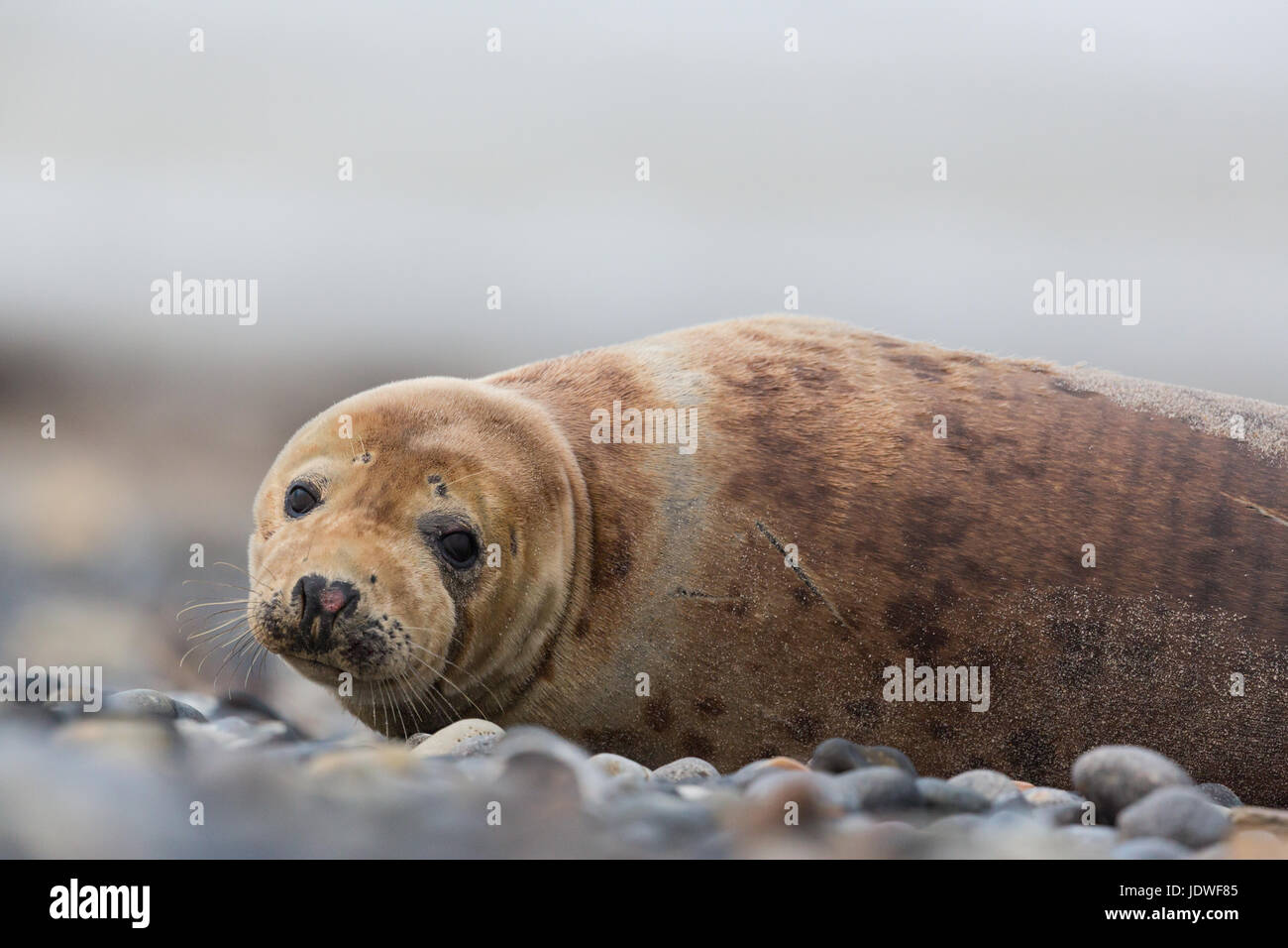 Portrait de jeunes phoques gris (Halichoerus grypus) avec rayures ...