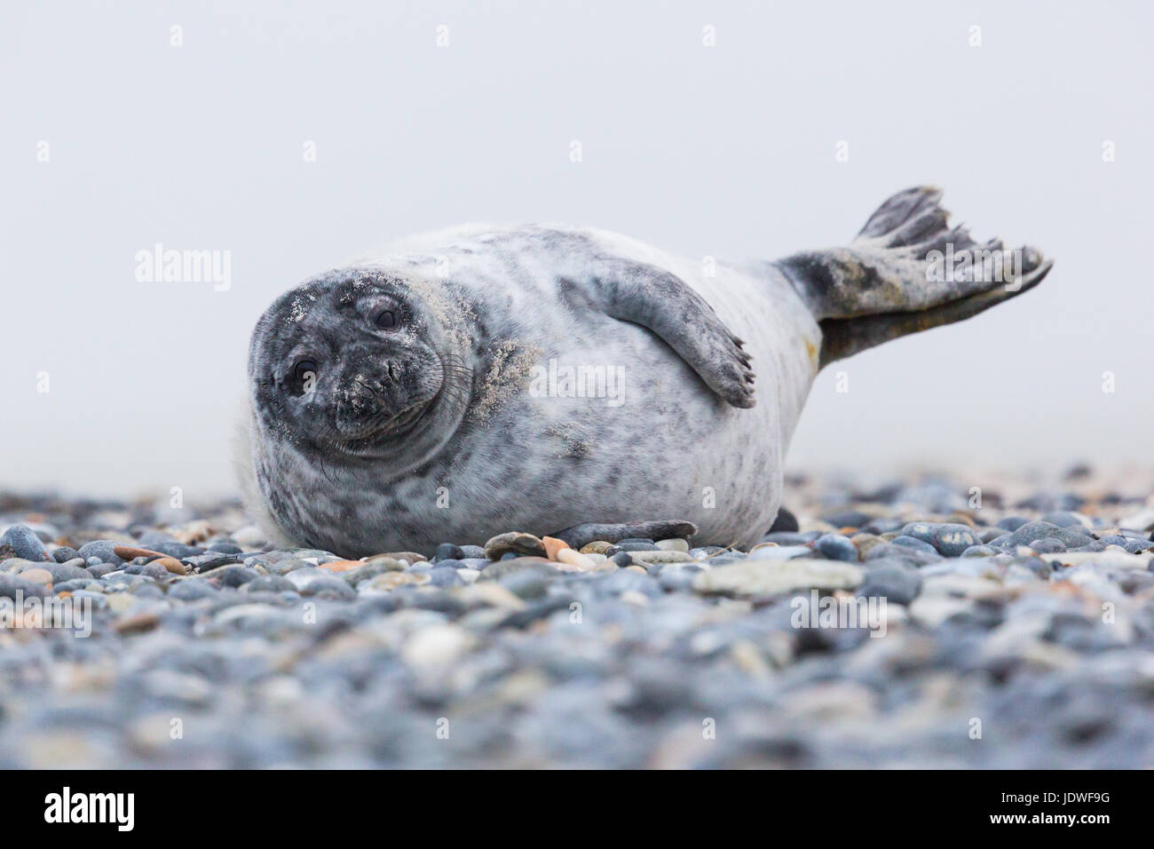 Vue avant du jeune femme naturelle de phoques gris (Halichoerus grypus ...