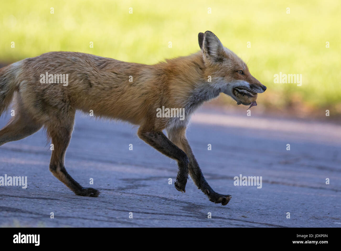 Animaux au québec Banque de photographies et d’images à haute ...