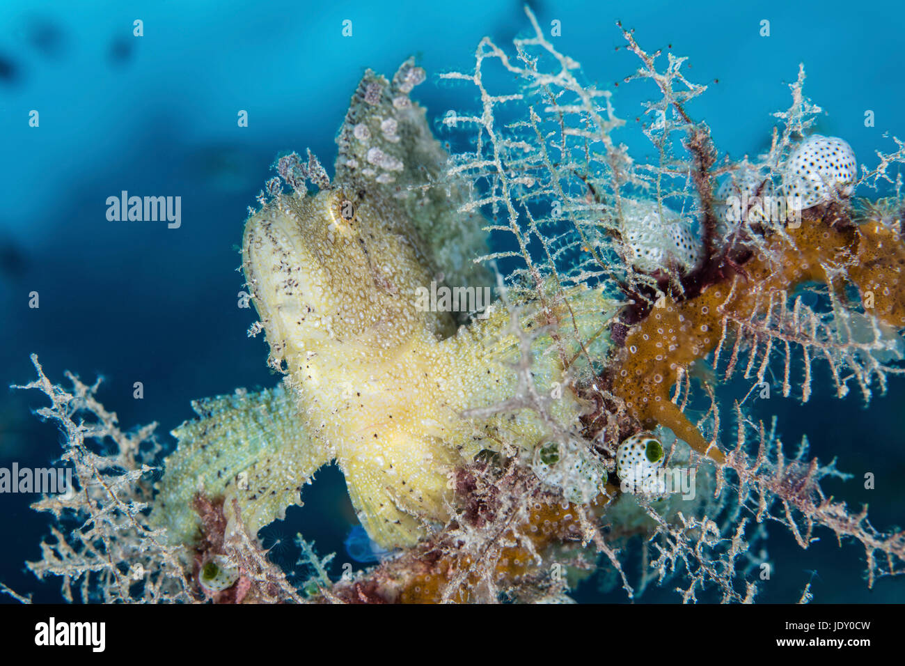 Poisson Feuille Banque d'image et photos - Alamy