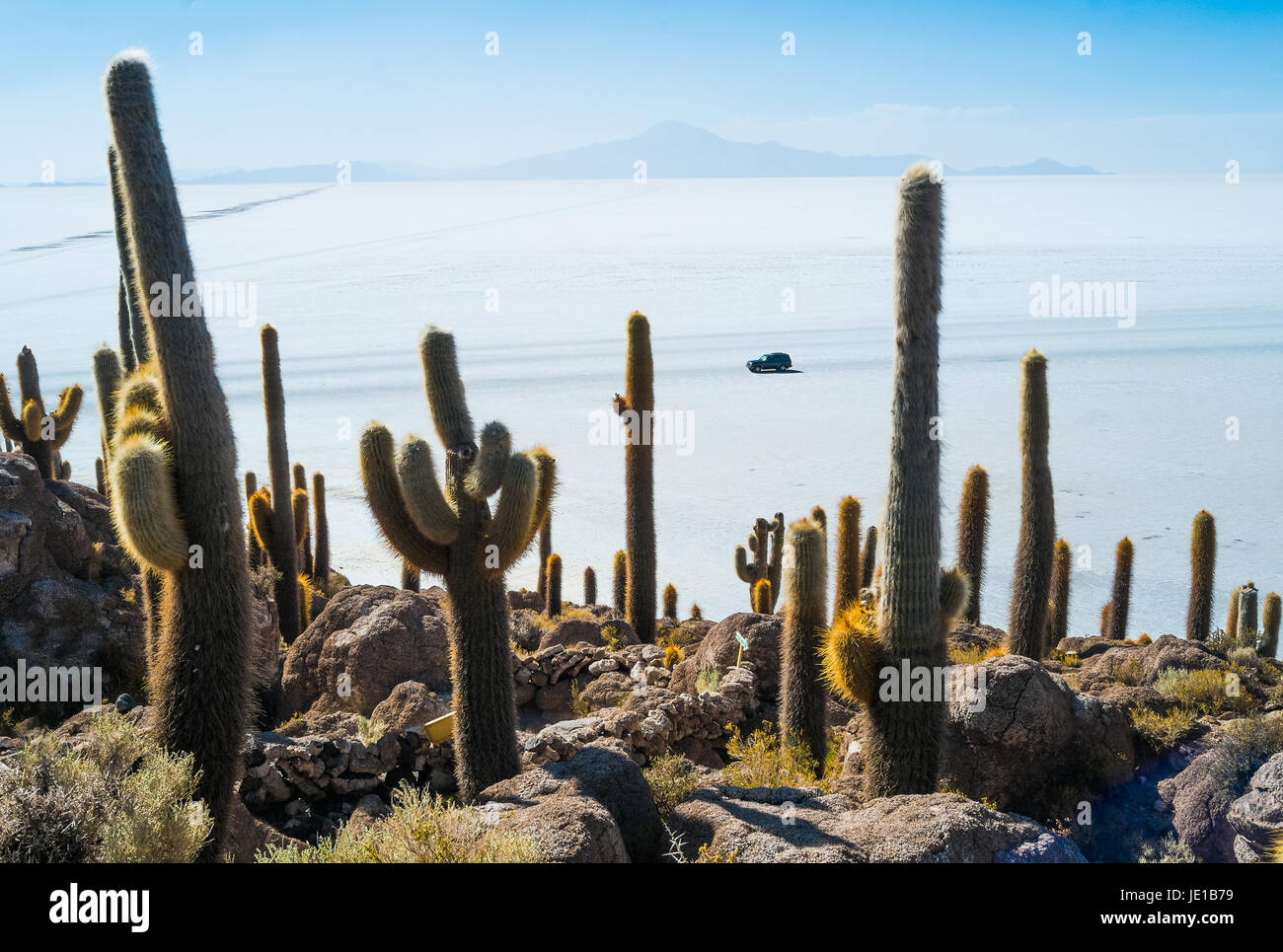 Cactus géant sur l'île Inca Wasi, Salar de Uyuni, Bolivie Photo Stock ...