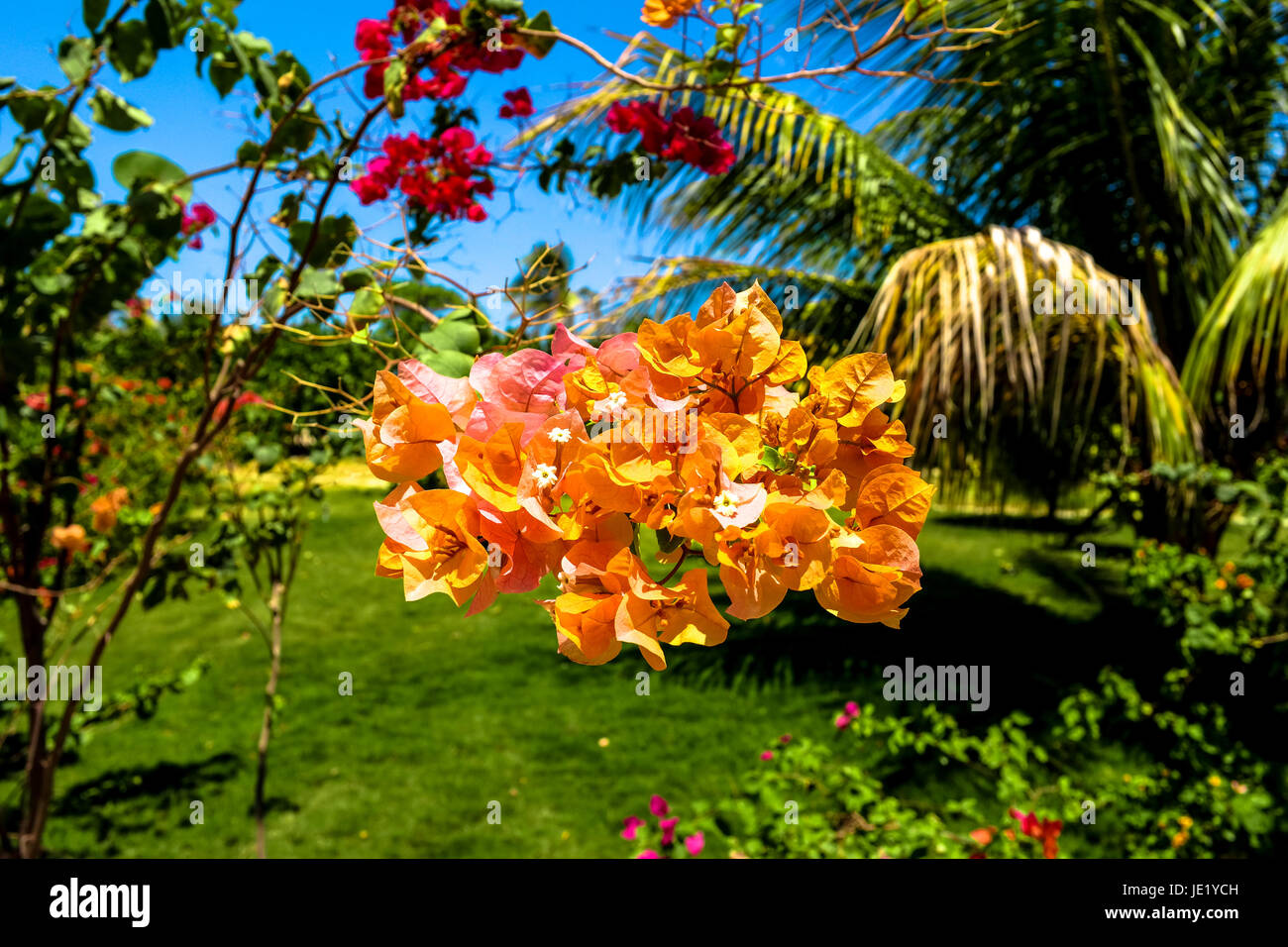 Des fleurs tropicales en Haïti Photo Stock - Alamy